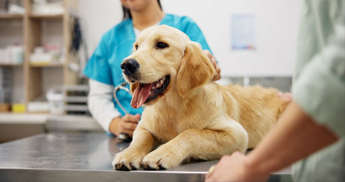 Surgery & Anesthesia Consent | Cali's Cottage Veterinary Hospital